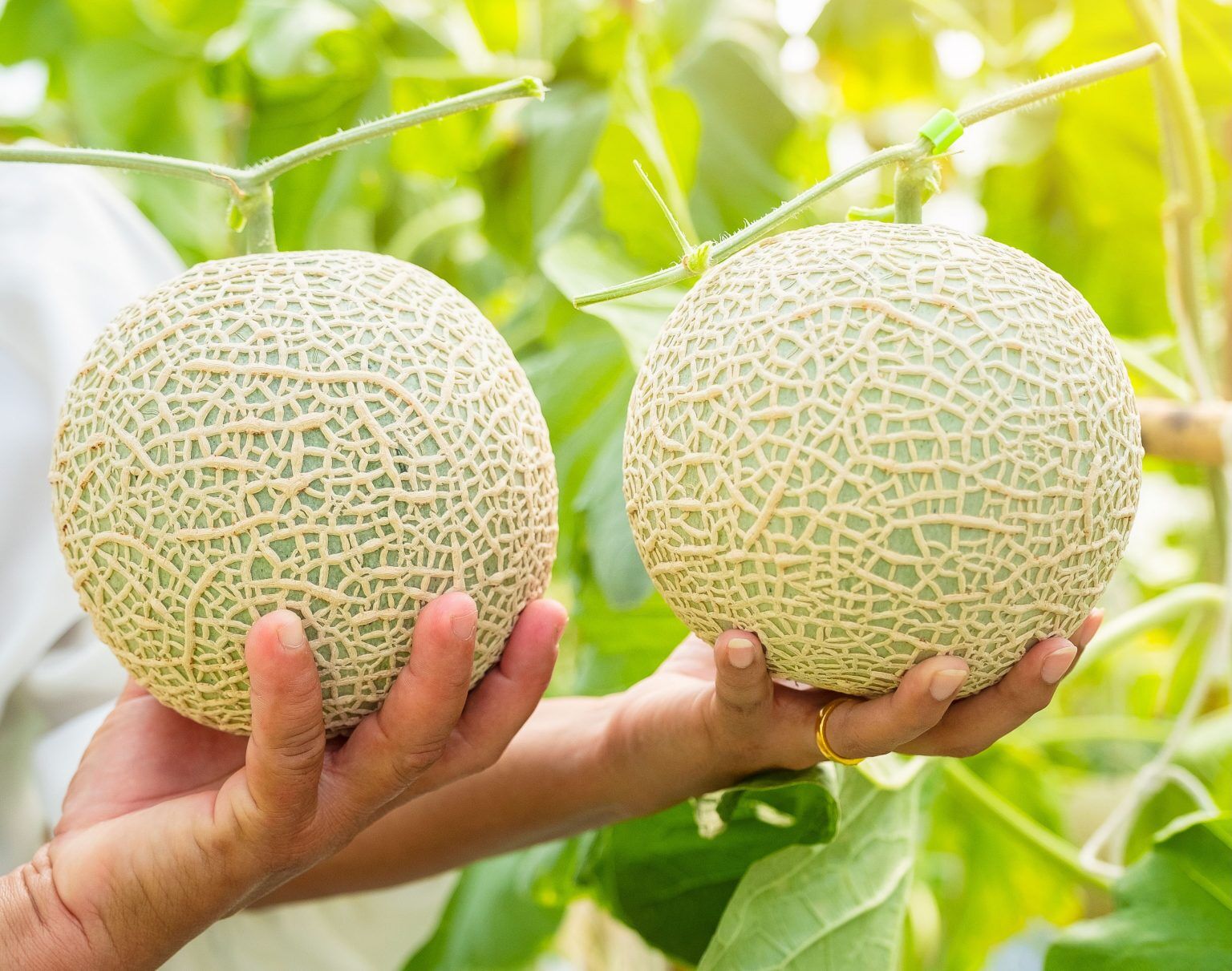 Vasectomy Bruising: How Common Is Bruising After Vasectomy?